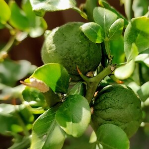 Poncirus Trifoliate Citrus Rootstock Seeds 200 Seeds #001 - Etsy