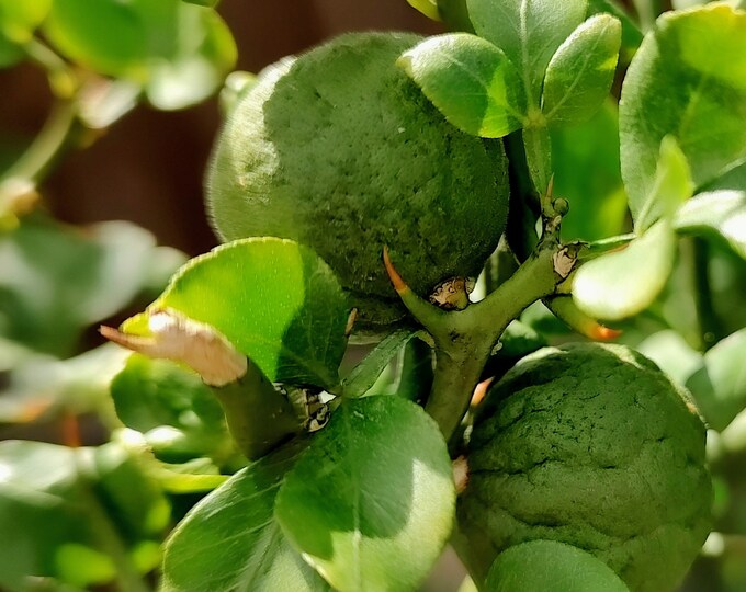 Poncirus Trifoliate Citrus Rootstock Seeds 200 Seeds #003 - Etsy