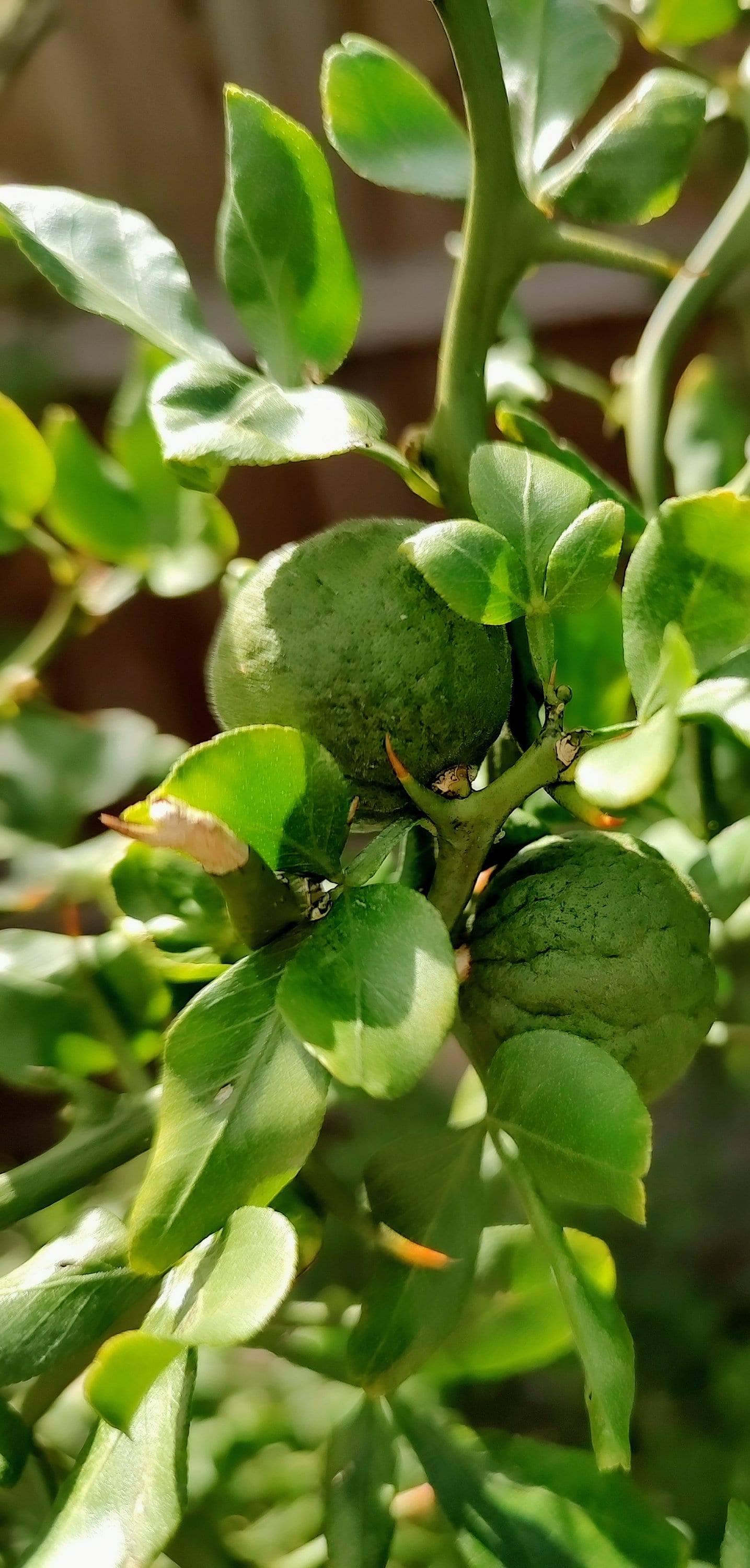 Poncirus Trifoliate Citrus Rootstock Seeds 200 Seeds #001 - Etsy