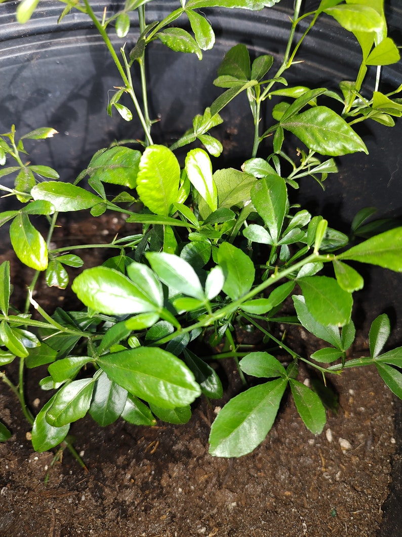 Swingle Citrus Rootstock Rooted Cutting on Sale - Etsy
