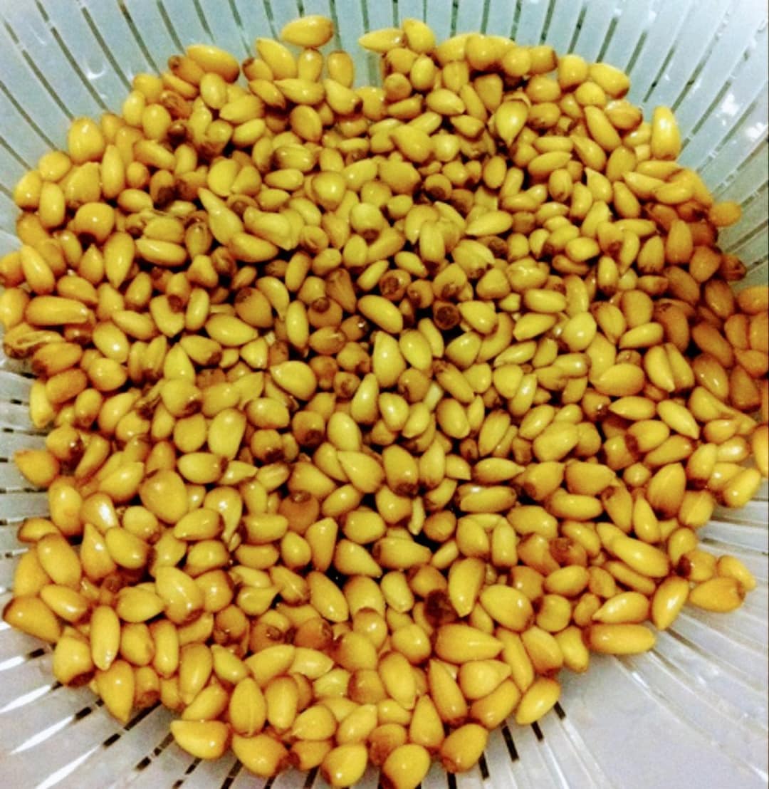 Poncirus Trifoliate Citrus Orange Rootstock Seeds 1200 Seeds #001 - Etsy