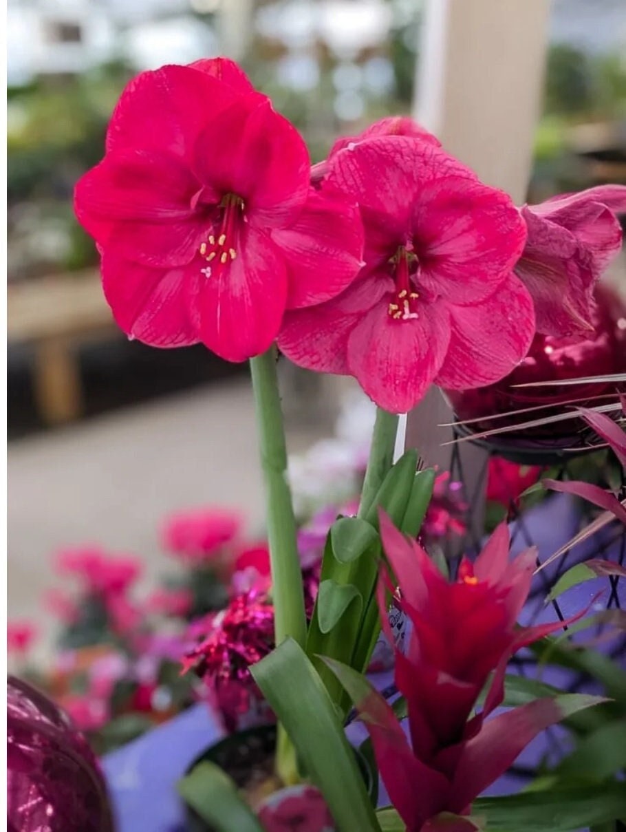 Purple Amaryllis Flowers