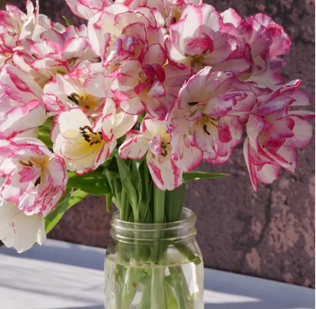 Tulip Belicia® Bulbs. Exclusive Variety Meaning - Etsy