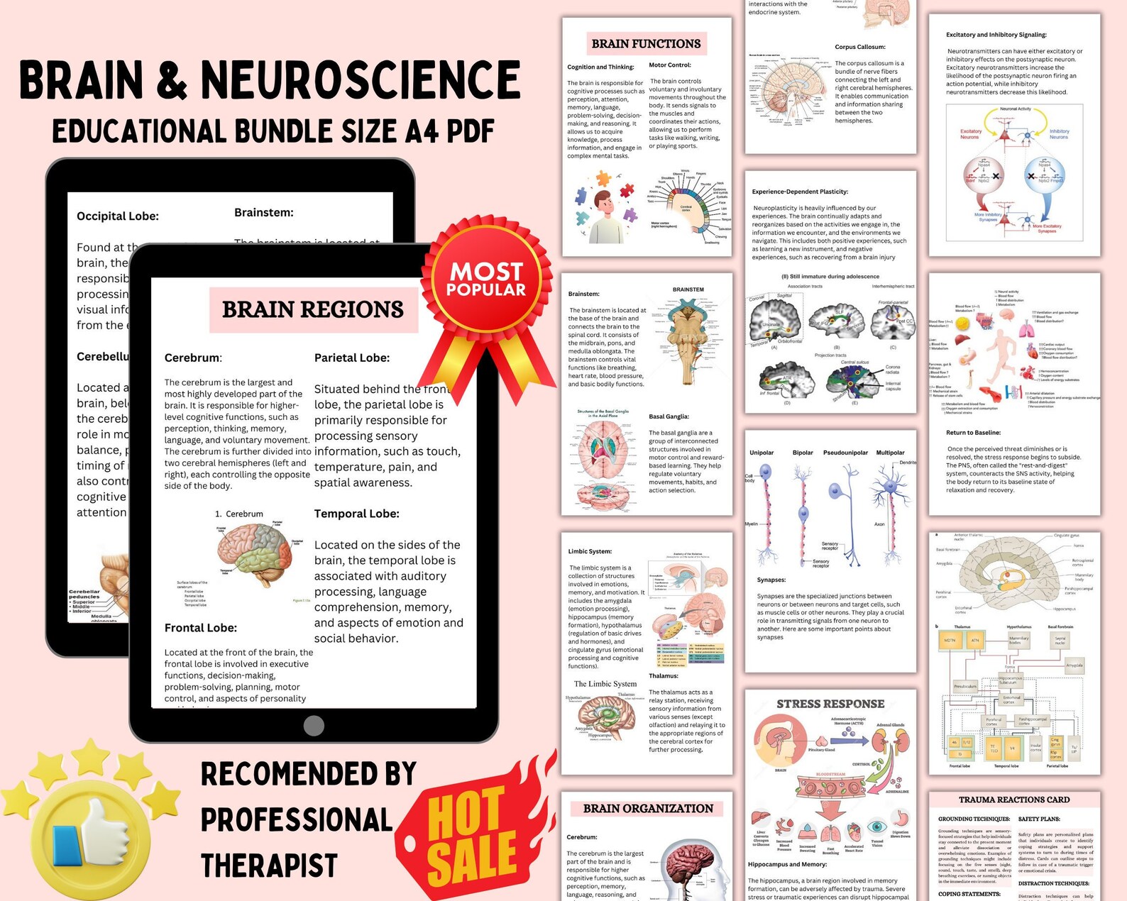 Brain and Neuroscience Therapy and Education Bundle: Psychoeducation ...
