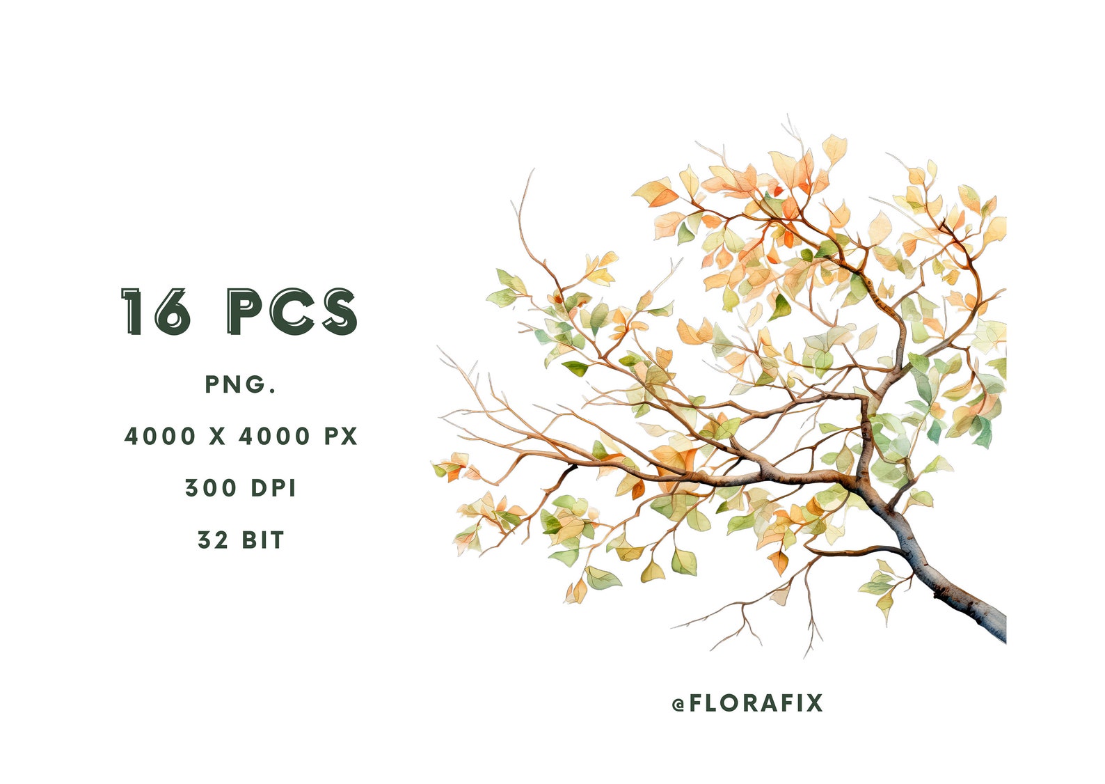 Tree Branch Cliparts - Watercolor - Digital Painting - 300 DPI - PNG ...