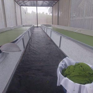 1000 G, 500 G, Wolffia Globosa Powder High-protein Superfood , Green ...