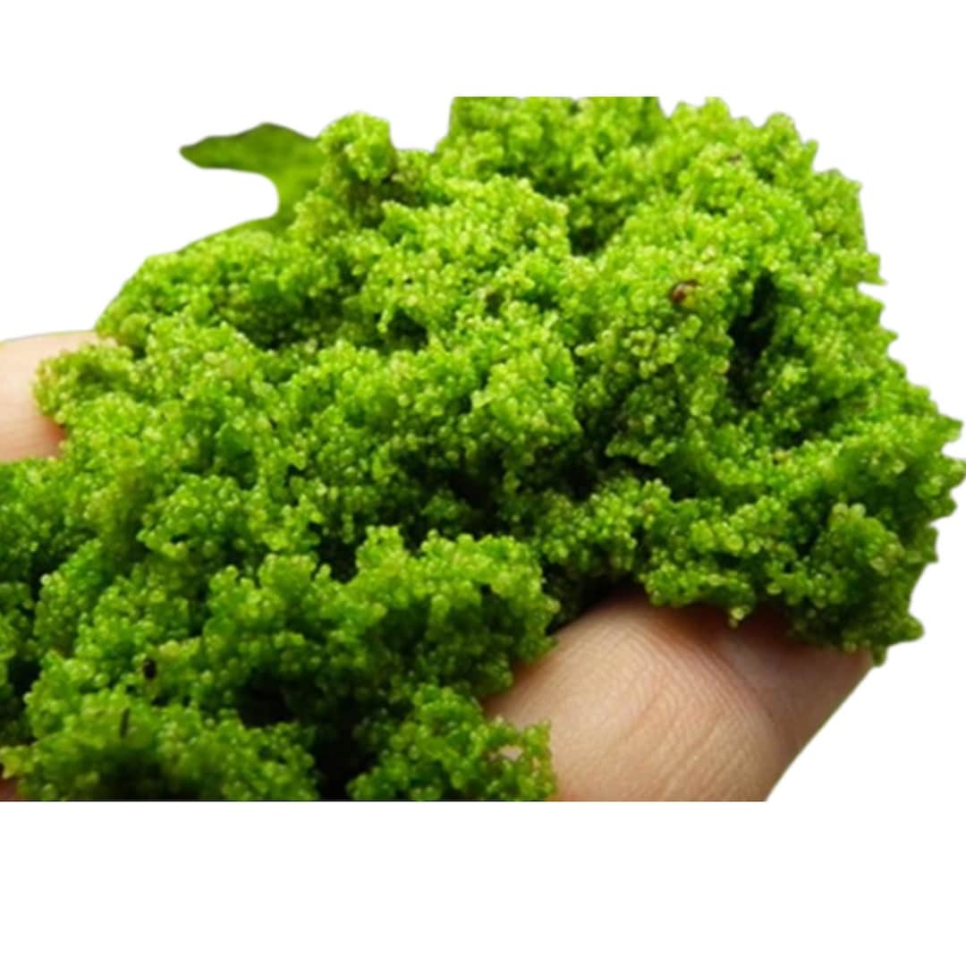 Wolffia Globosa Powder: High-protein Superfood, Green Caviar (300-400g ...