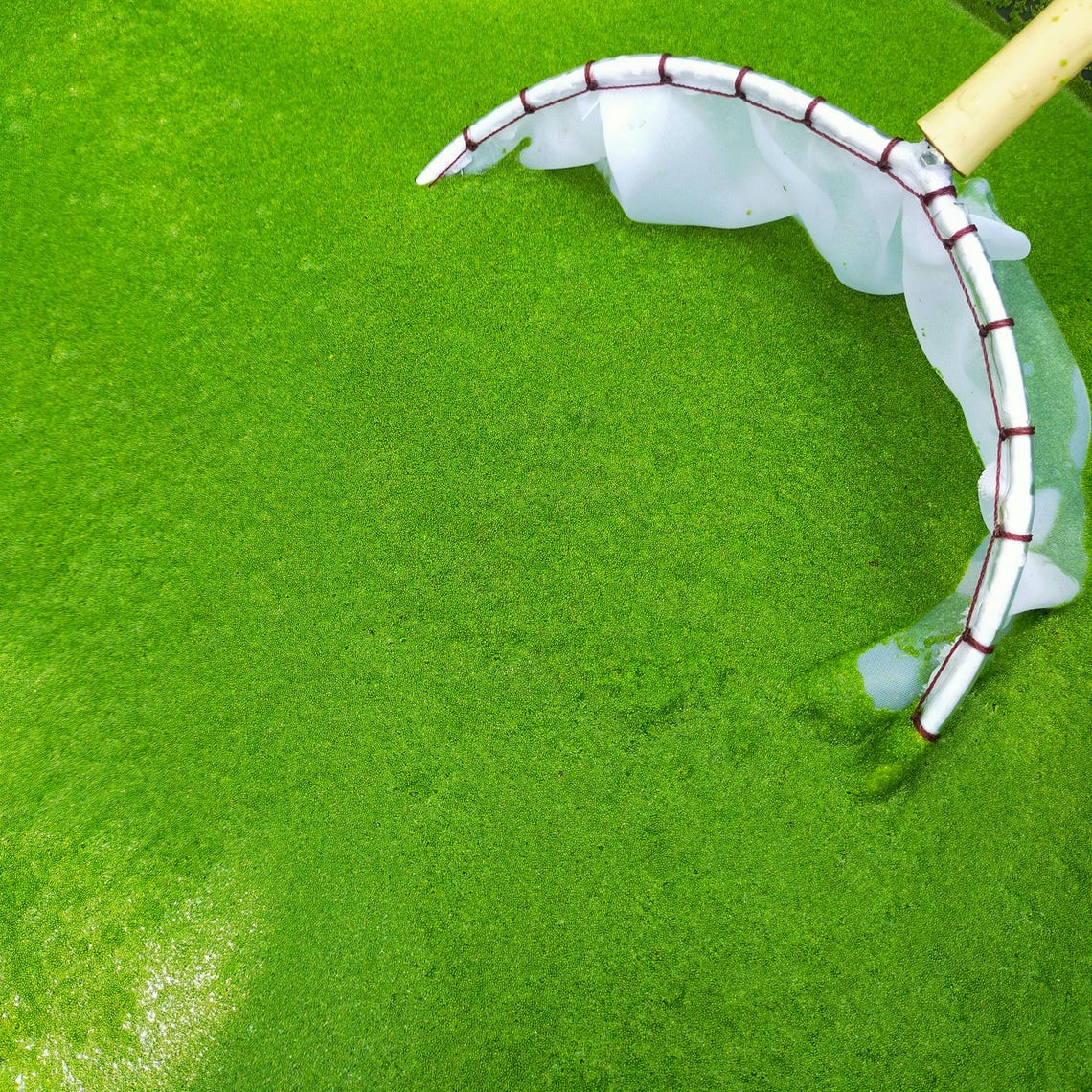 Wolffia Globosa Powder: High-protein Superfood, Green Caviar (300-400g ...