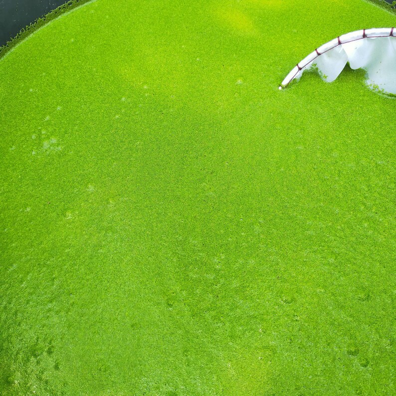 1000g Vegan Wolffia Powder | Protein & B12 Rich | Green Caviar ...