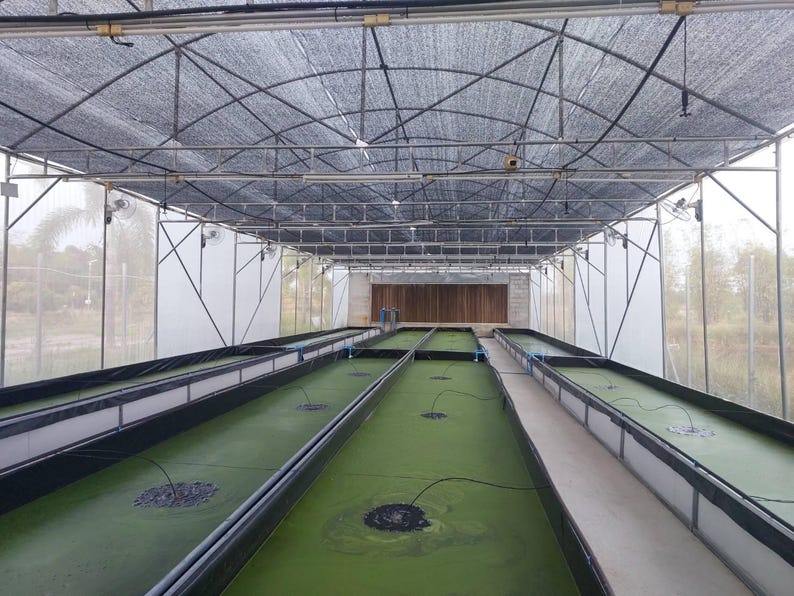 100-200g, Wolffia Globosa Superfood Powder | 40 %+ Protein Plant Source ...