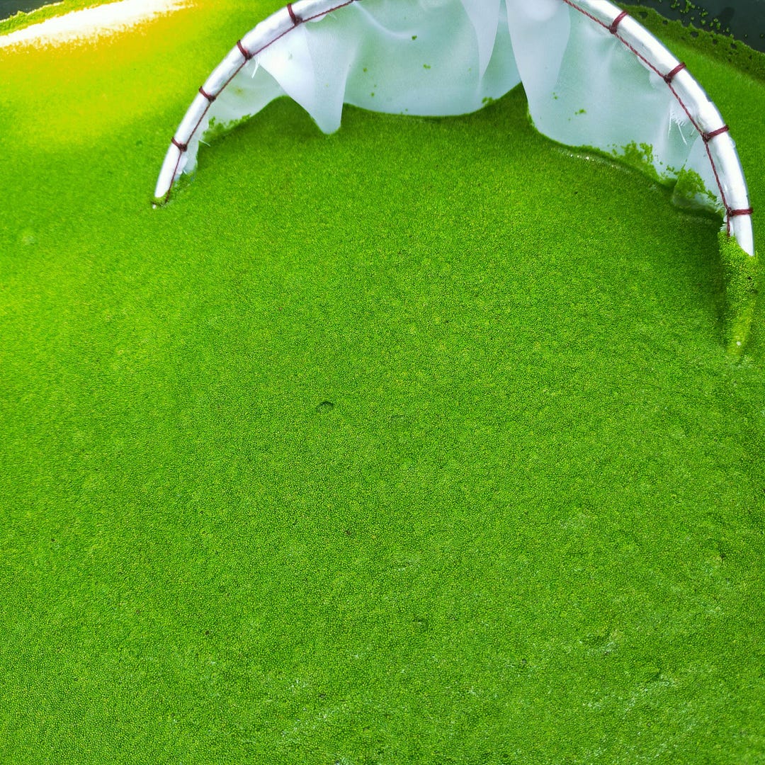 100-200g Wolffia Globosa Powder High-protein Superfood , Green Caviar ...