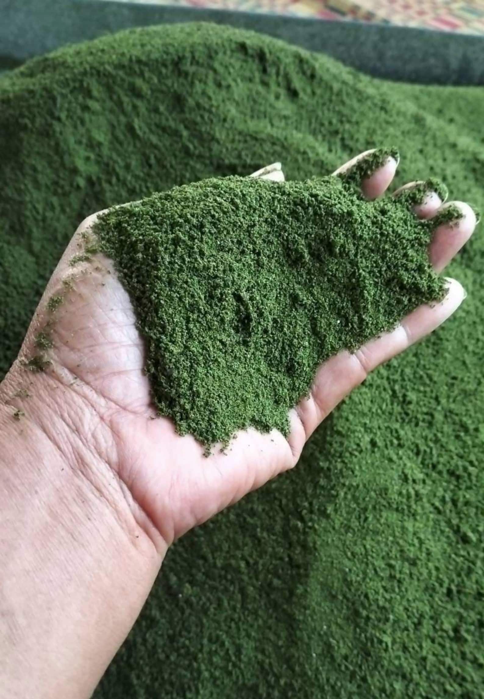 1000 G, 500 G, Wolffia Globosa Powder High-protein Superfood , Green ...