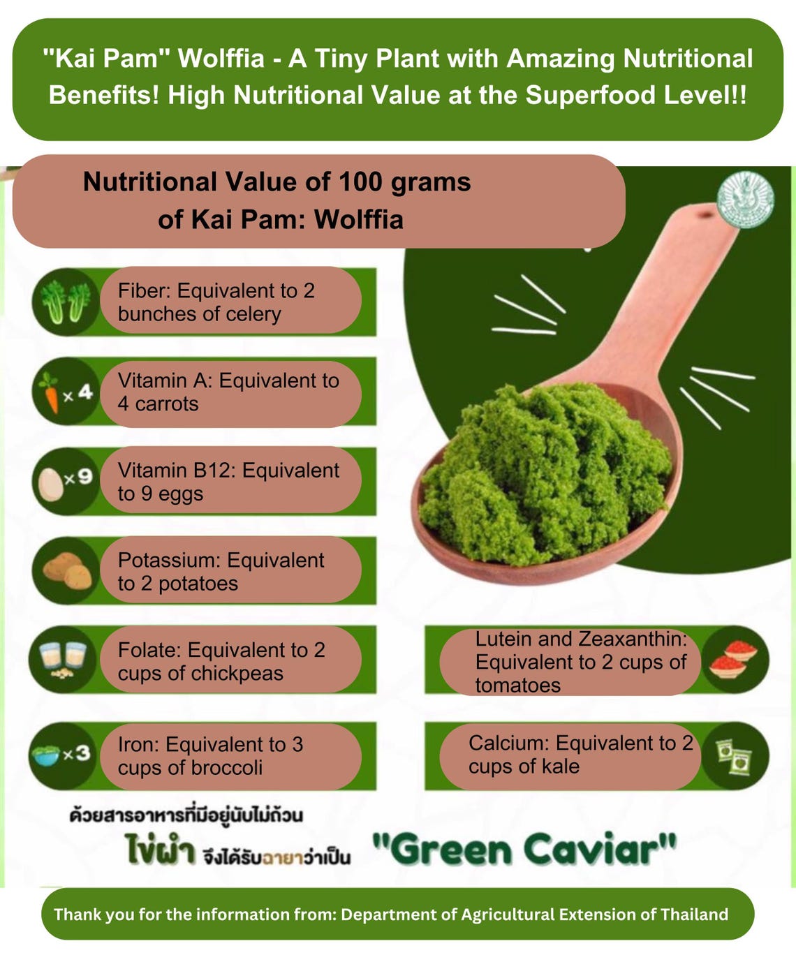 Wolffia Globosa Powder: High-protein Superfood, Green Caviar (300-400g ...