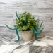 Octopus Tentacles Planter Decorations - Set of 8. House Plant Decor - Etsy