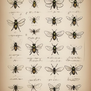 40 Sketch Insect Bundle - High Res Insect Illustrations for T-shirts ...