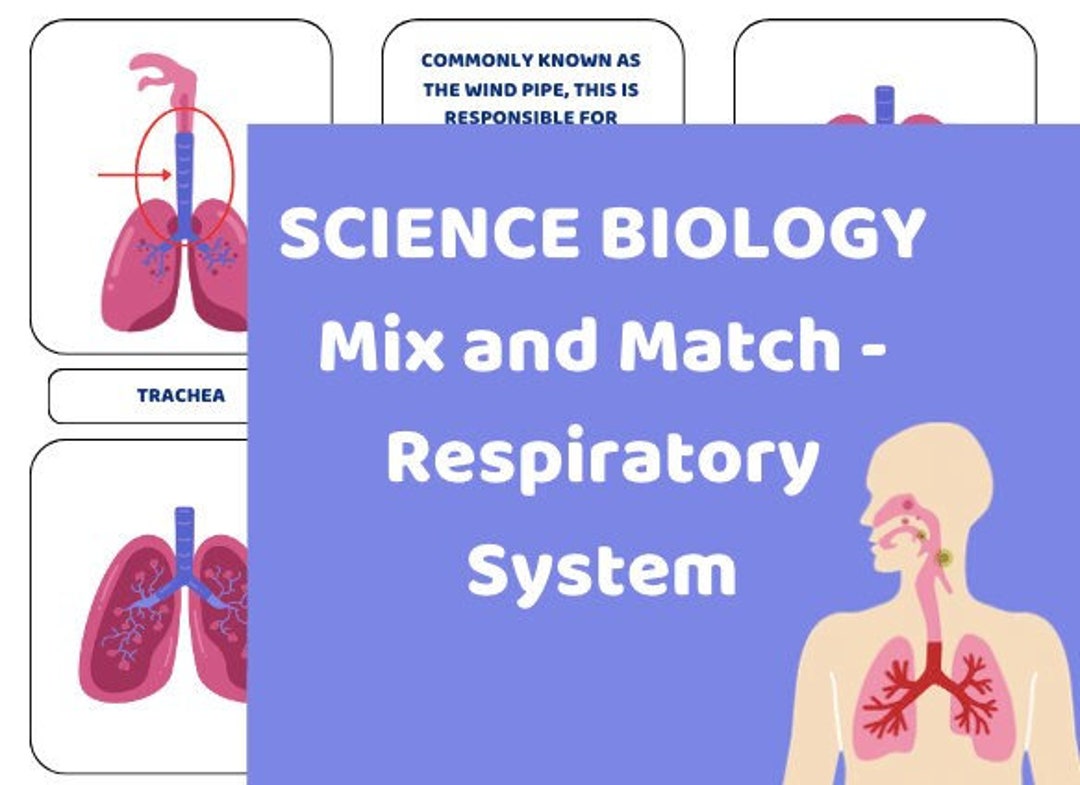 Mix and Match - Respiratory System - Science Worksheet - Etsy