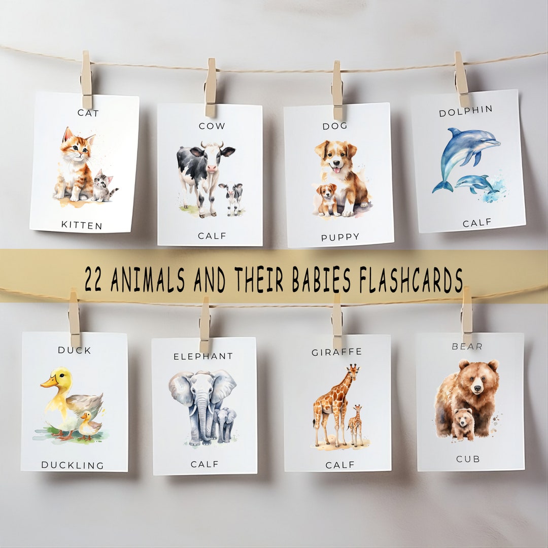 22 Baby Animals Flashcards Montessori Flashcards Homeschool - Etsy
