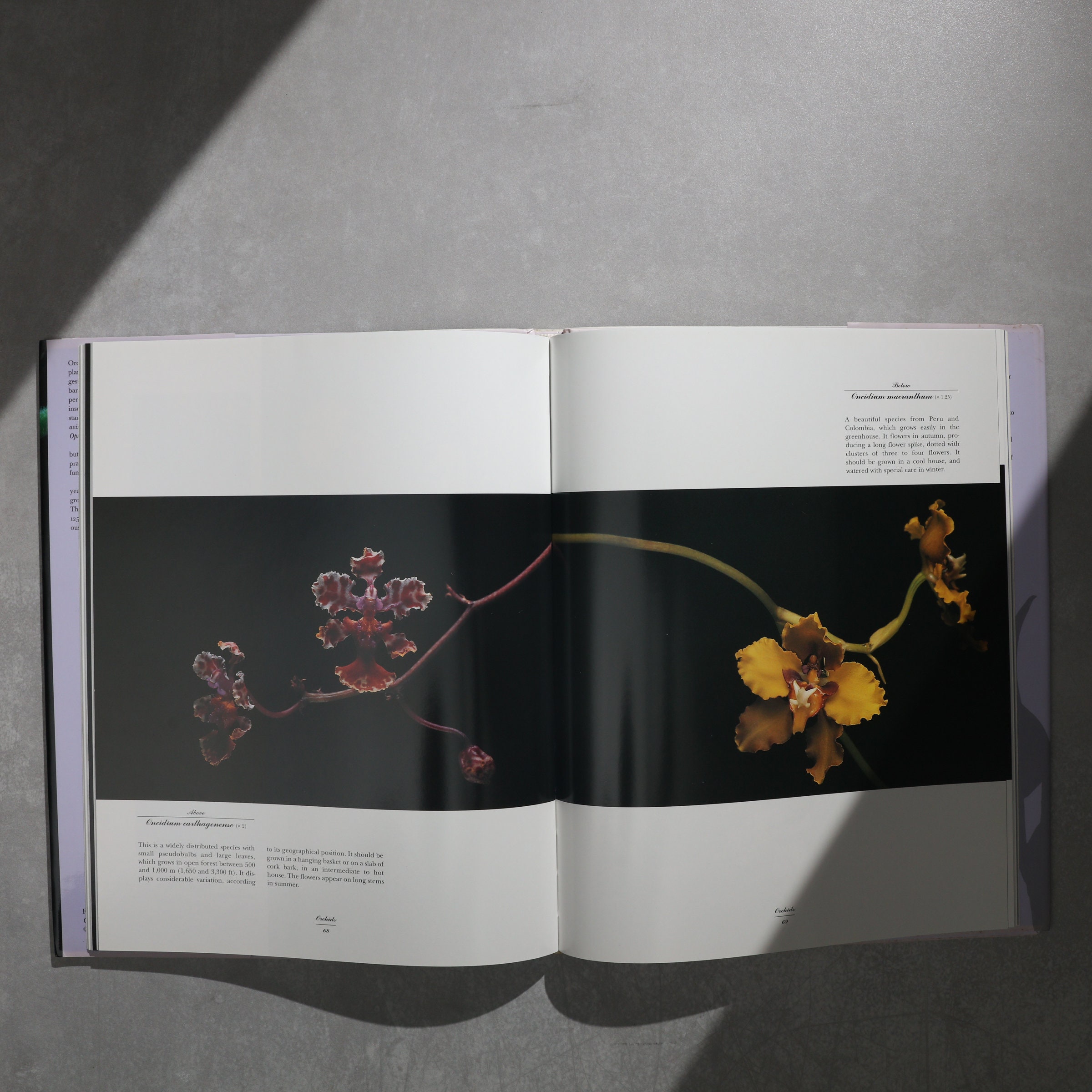 Orchids Flower Book, Vintage Coffee Table Book, MCM Decor, Apartment ...