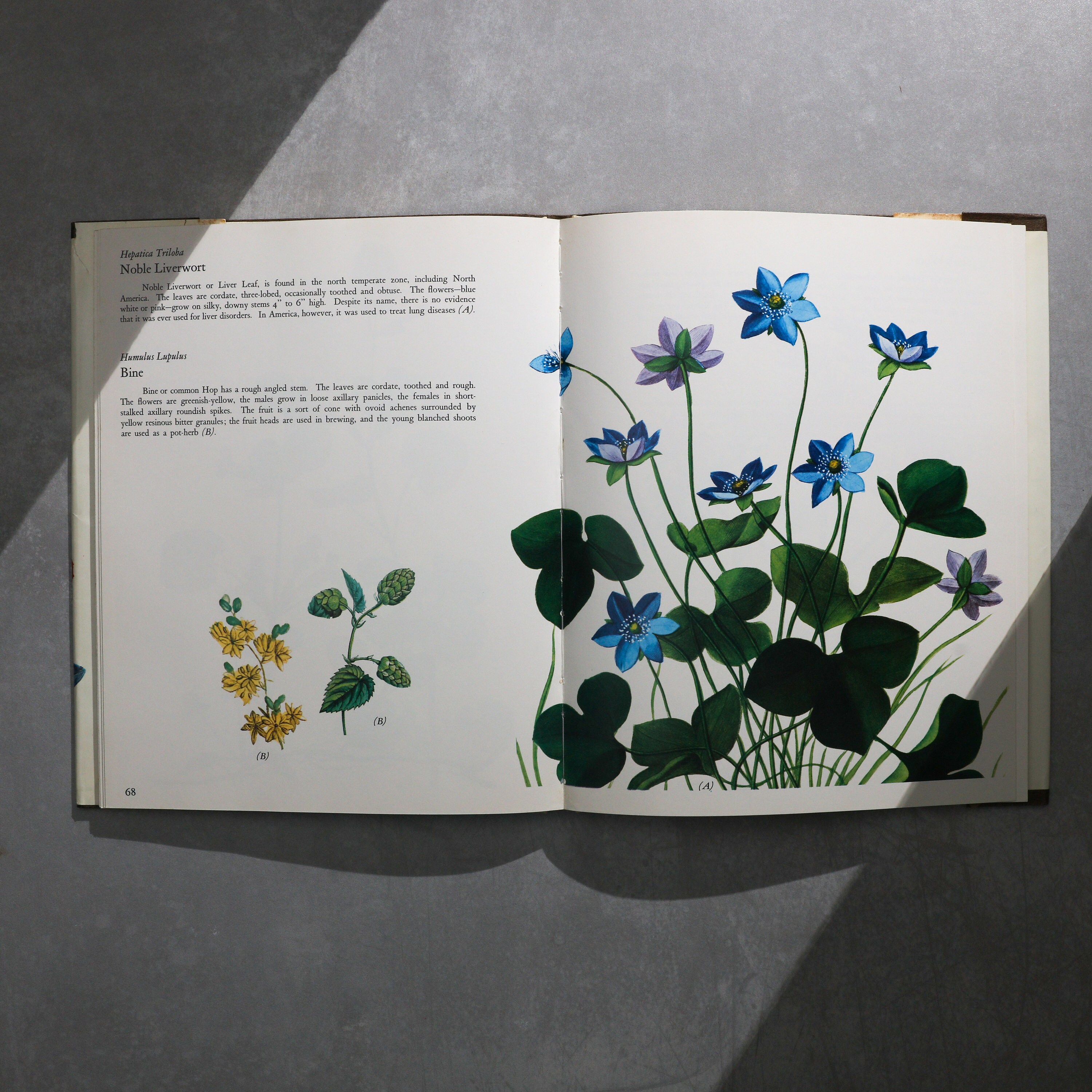 Wild Flowers Vintage Coffee Table Book, MCM Decor, Apartment Decor ...