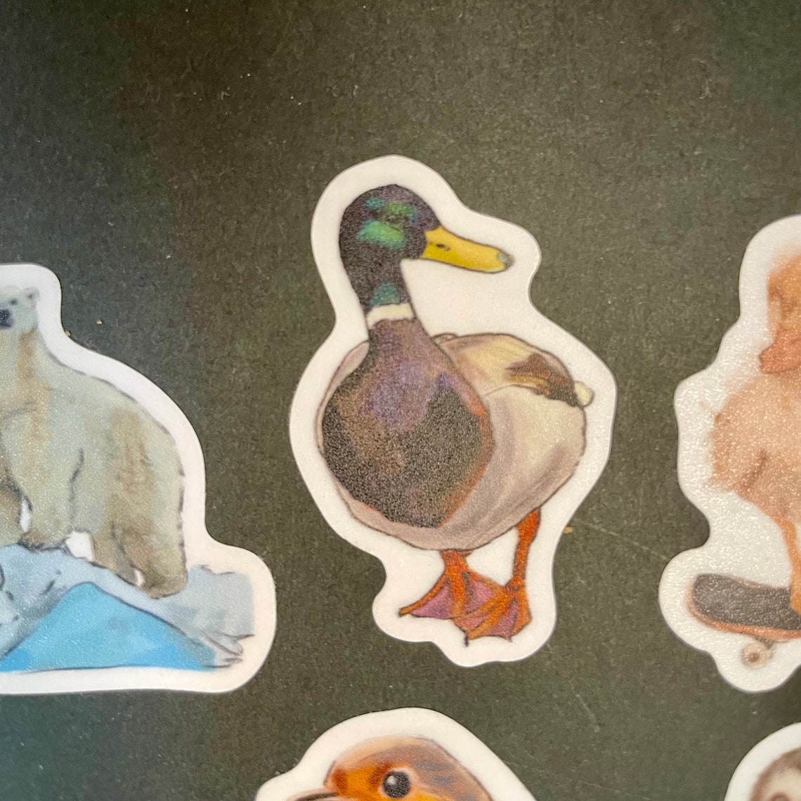Mallard Duck Sticker Hand-drawn - Etsy