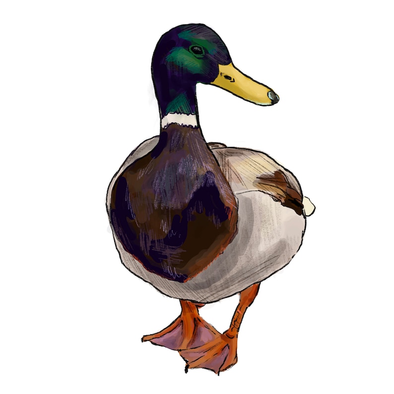 Mallard Duck Sticker Hand-drawn - Etsy
