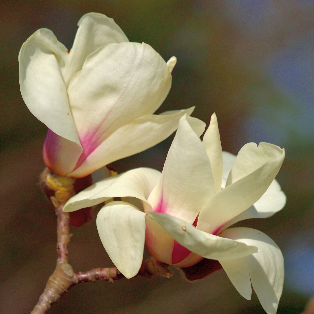 Magnolia Flower Essence - Etsy