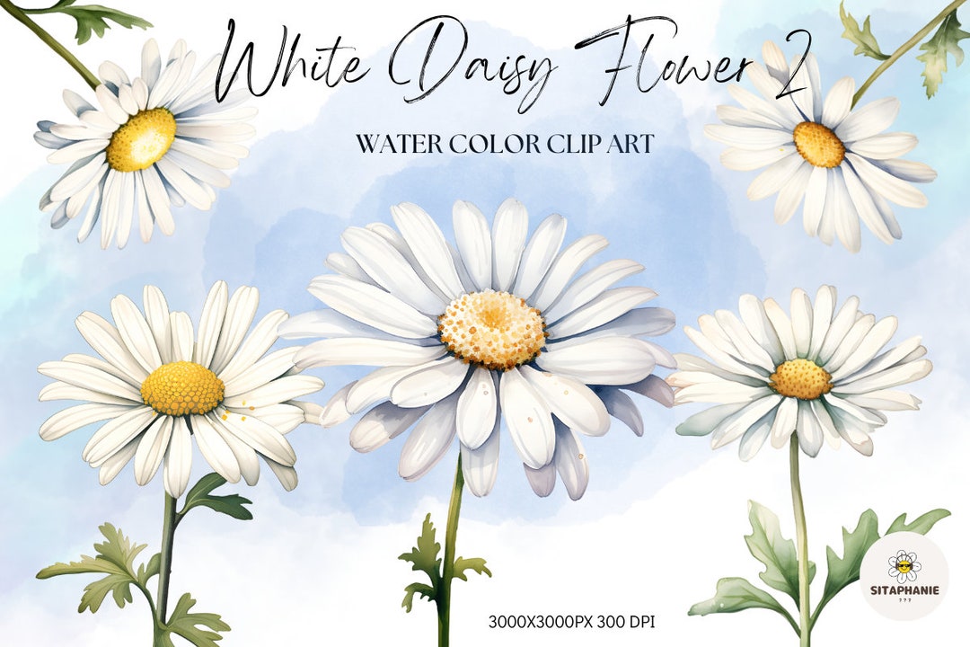 Daisy Flower Watercolor Clipart 5 Daisy Clipart Watercolor Clipart - Etsy