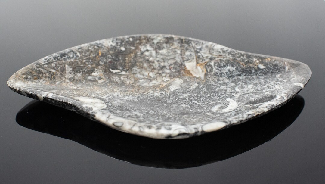 Unique Fossil Soap Dish | Natural Fossilized Orthoceras | Crystal ...