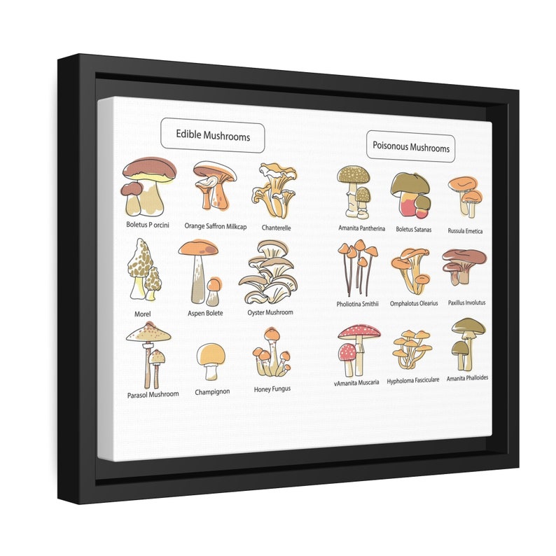 Mushroom Chart: Edible and Poisonous Varieties, Mushroom Identifier ...