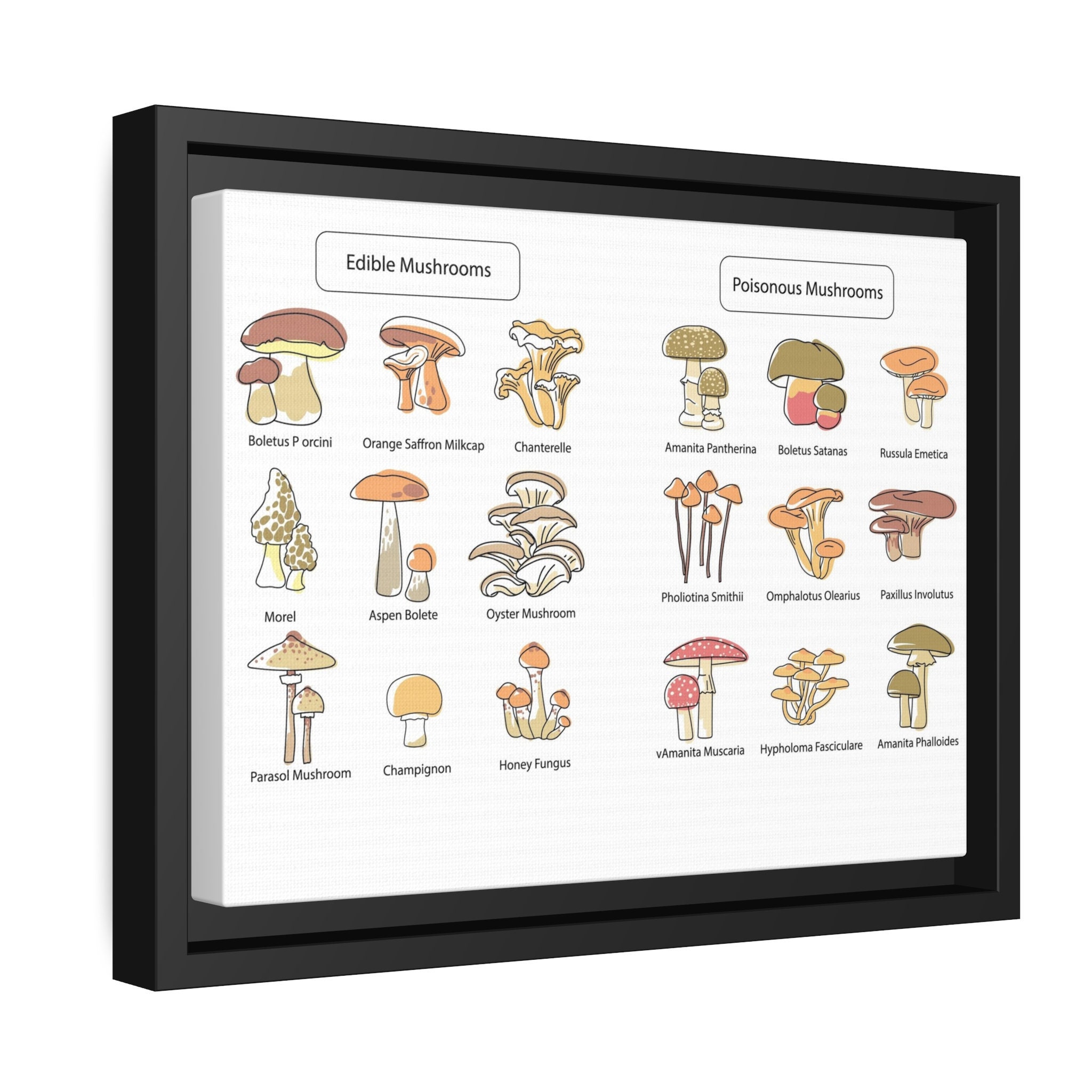 Mushroom Chart: Edible and Poisonous Varieties, Mushroom Identifier ...