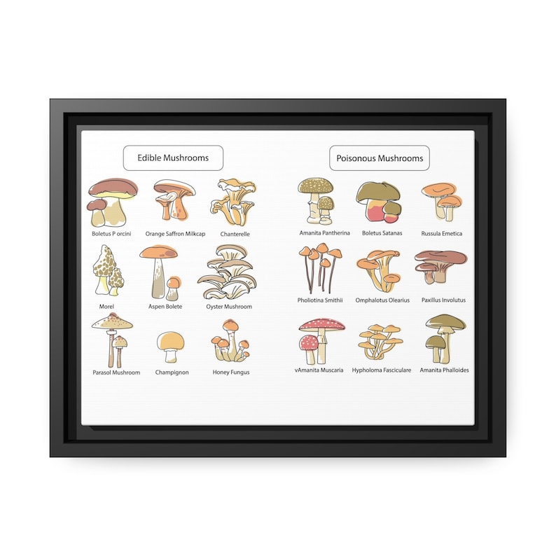 Mushroom Chart: Edible and Poisonous Varieties, Mushroom Identifier ...