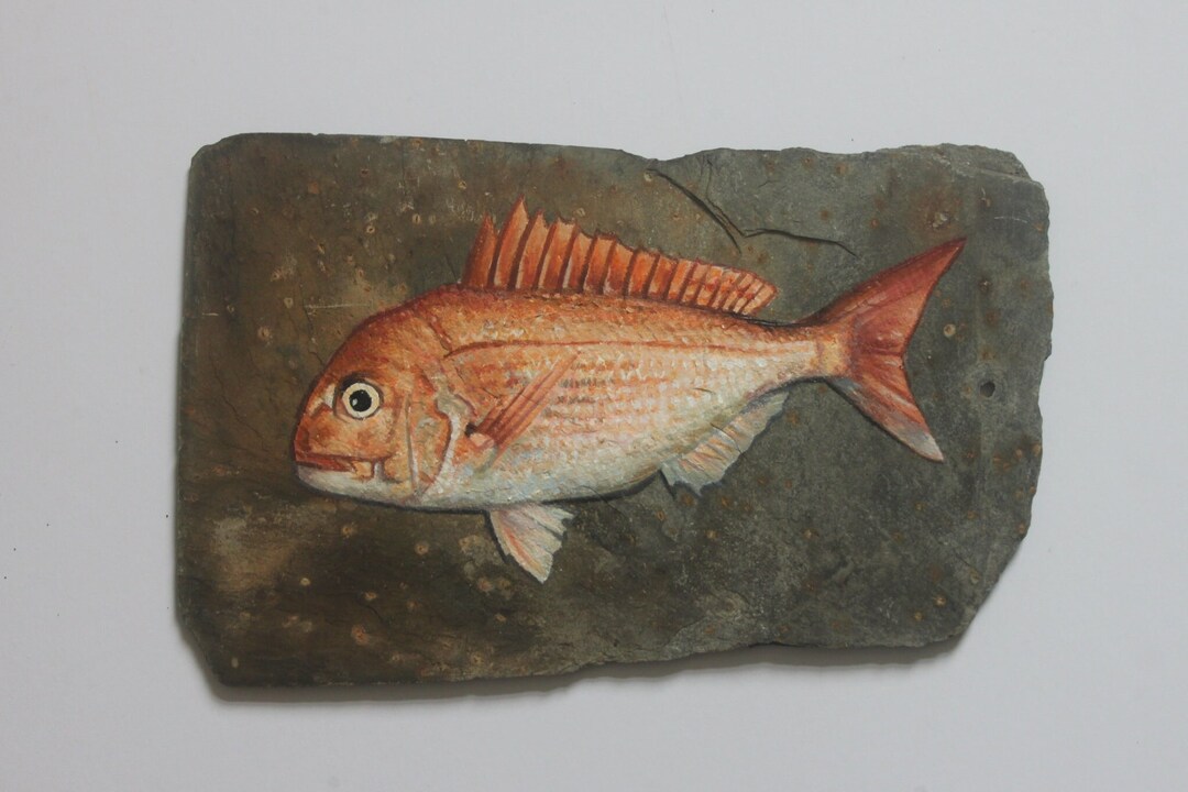 Red Sea Bream Fish Painting on Cornish Slate - Etsy