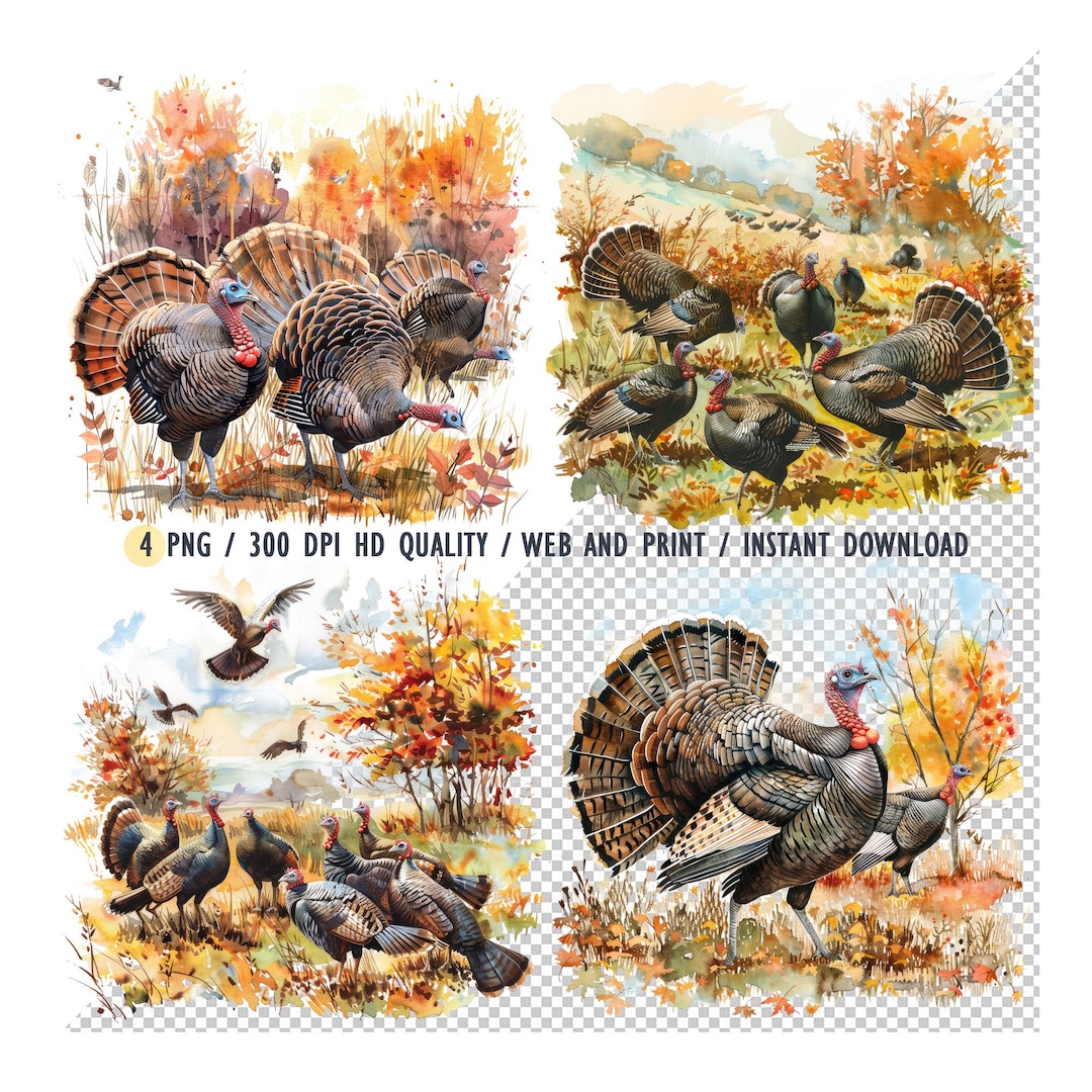 Watercolor A Flock of Wild Turkeys Foraging in Field,their Feathers ...