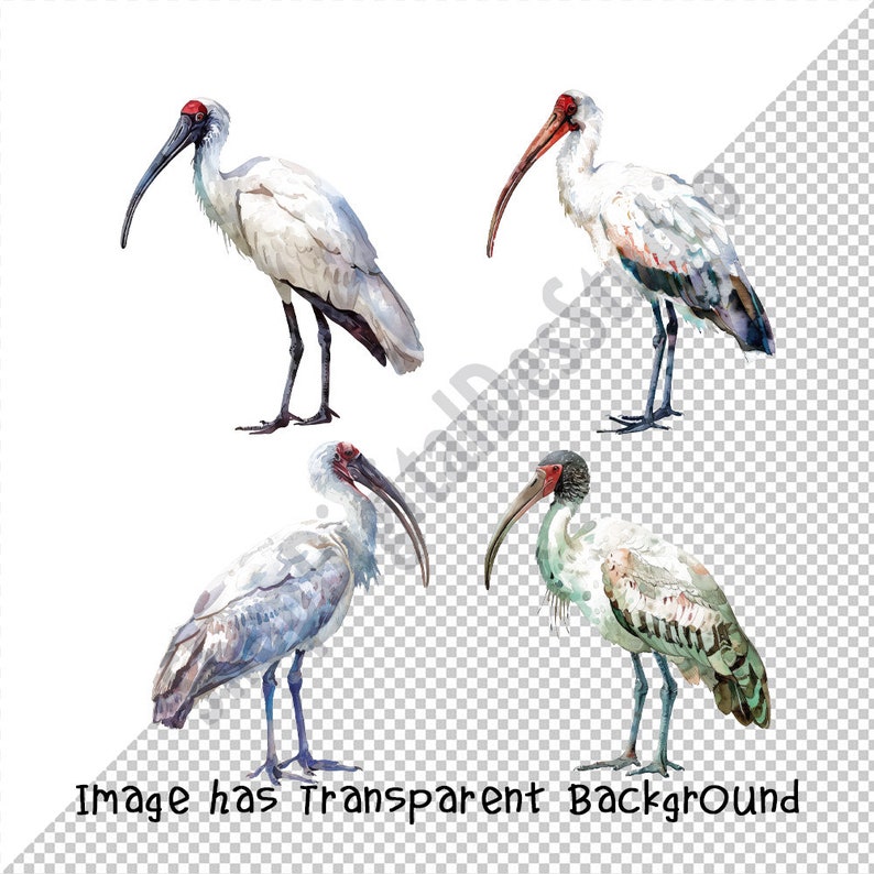 Watercolor Australian White IBIS Clipart, Cute Australian White IBIS ...