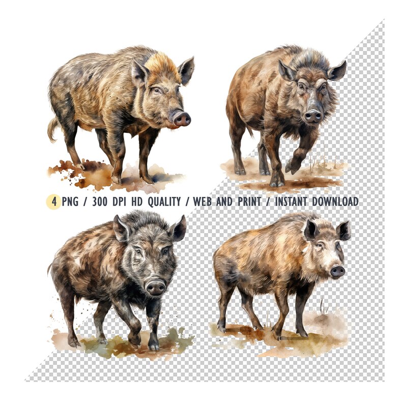 Wild Boar Watercolor Clipart, Naturalist Illustration Wild Boar PNG ...