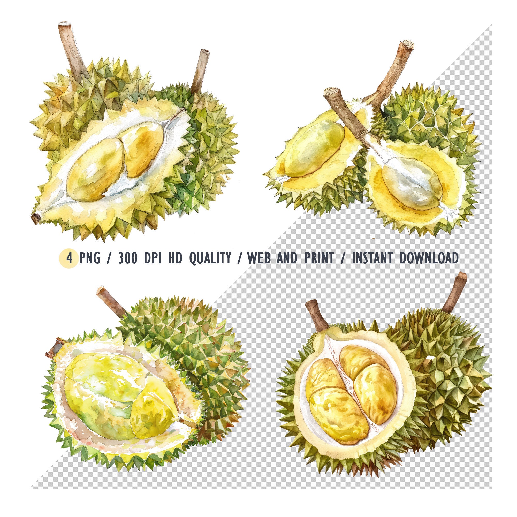 Watercolor Durian Clipart, Tropical Fruits, Durian Pngs for ...