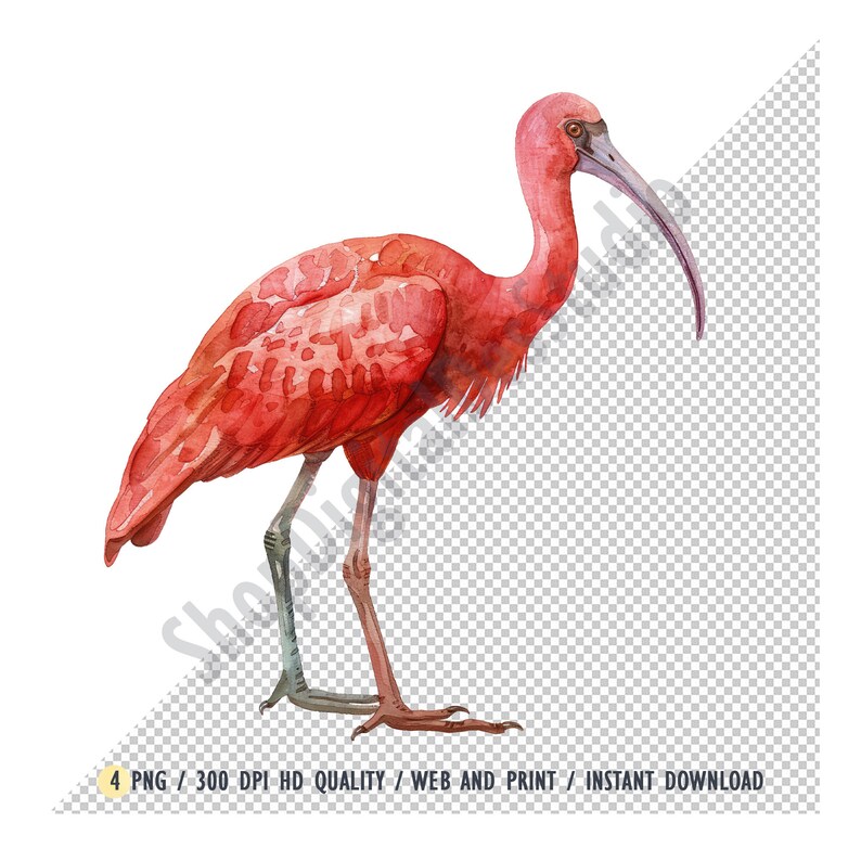Watercolor Scarlet Ibis Clipart, Scarlet Ibis Bird, PNG Transparent ...