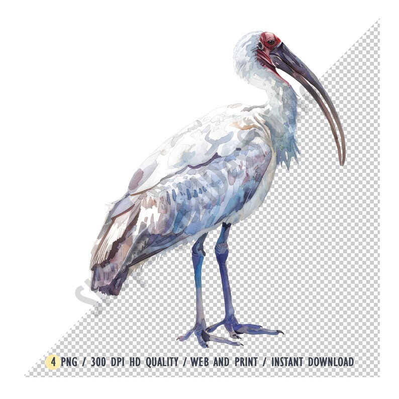 Watercolor Australian White IBIS Clipart, Cute Australian White IBIS ...