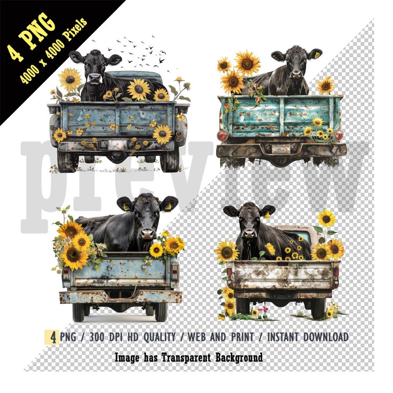 Retro Black Angus Cow Sitting in a Back of Old Sunflowers Truck, Black ...