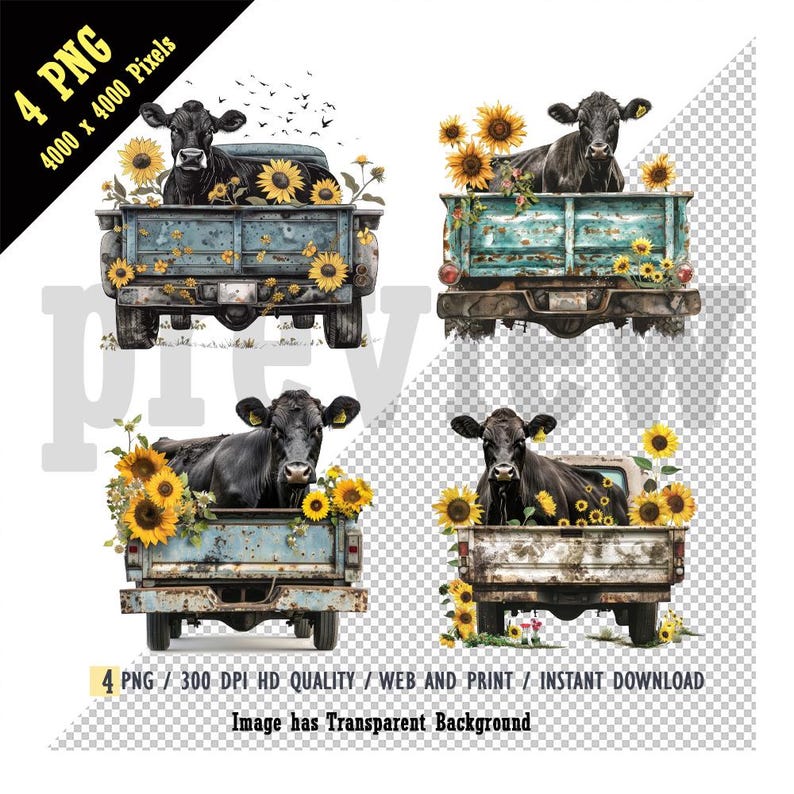 Retro Black Angus Cow Sitting in a Back of Old Sunflowers Truck, Black ...