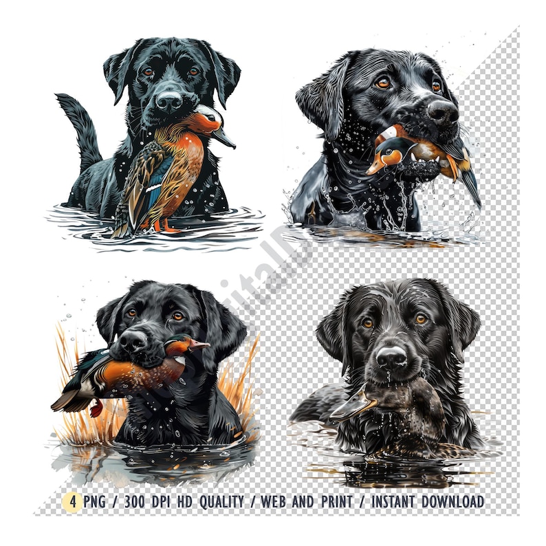 Labrador Dog Duck Hunting Black Labrador Dog Png,hunting Dog Hunter ...