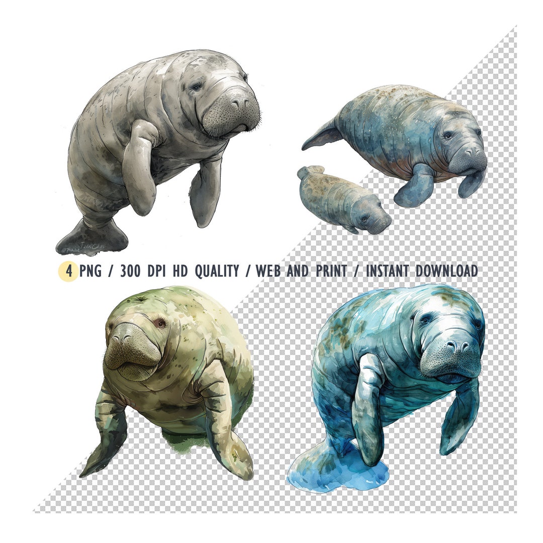 Illutsration of Manatees Watercolor Clipart, Cute Manatees PNG ...