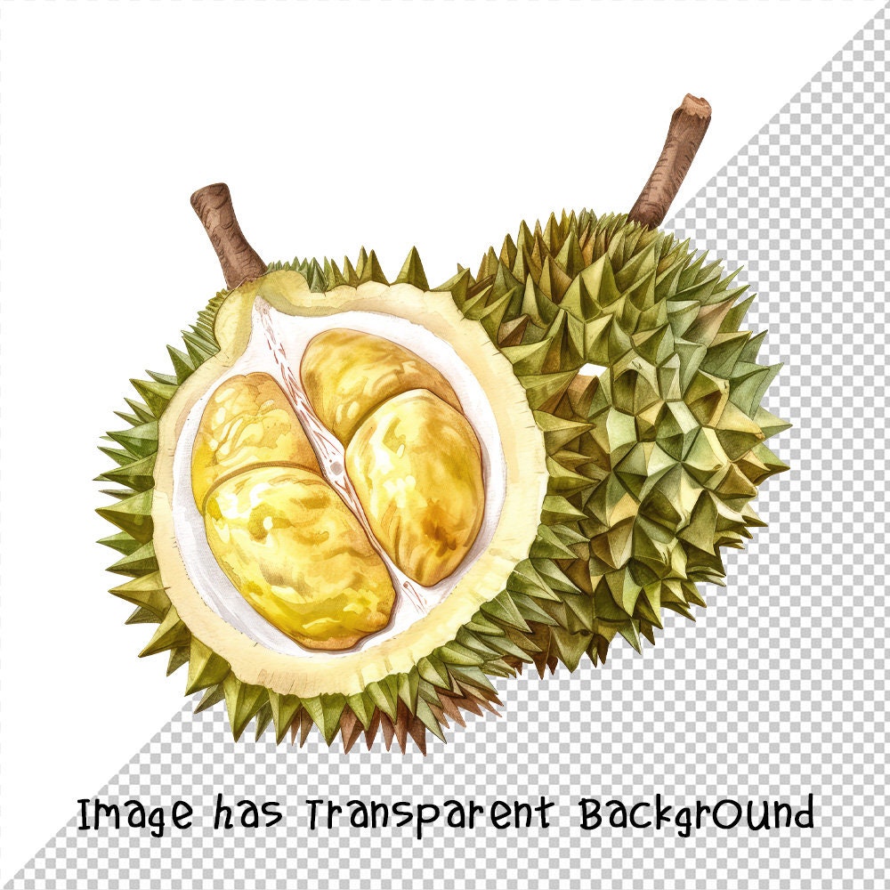 Watercolor Durian Clipart, Tropical Fruits, Durian Pngs for ...