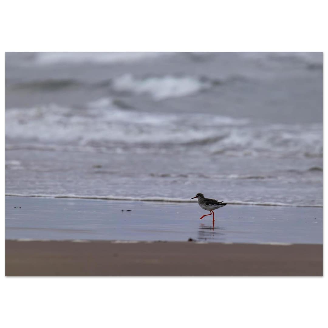 Redshank Wading Bird Poster - Wildlife Photography - Etsy