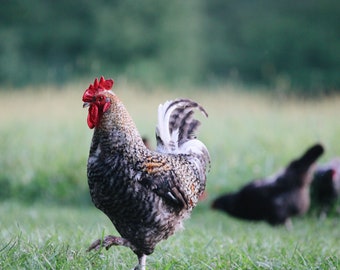 Rooster Print Monotype With Yellow and Red - Etsy
