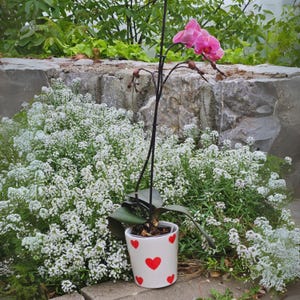 Heart Ceramic Flower Pot With Six Holes - Charming Planter for Indoor ...