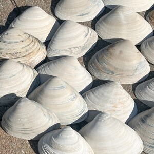 Large Clam Shells in You Choose 4.0-5.5” Sizes, Baker’s Dozen ...
