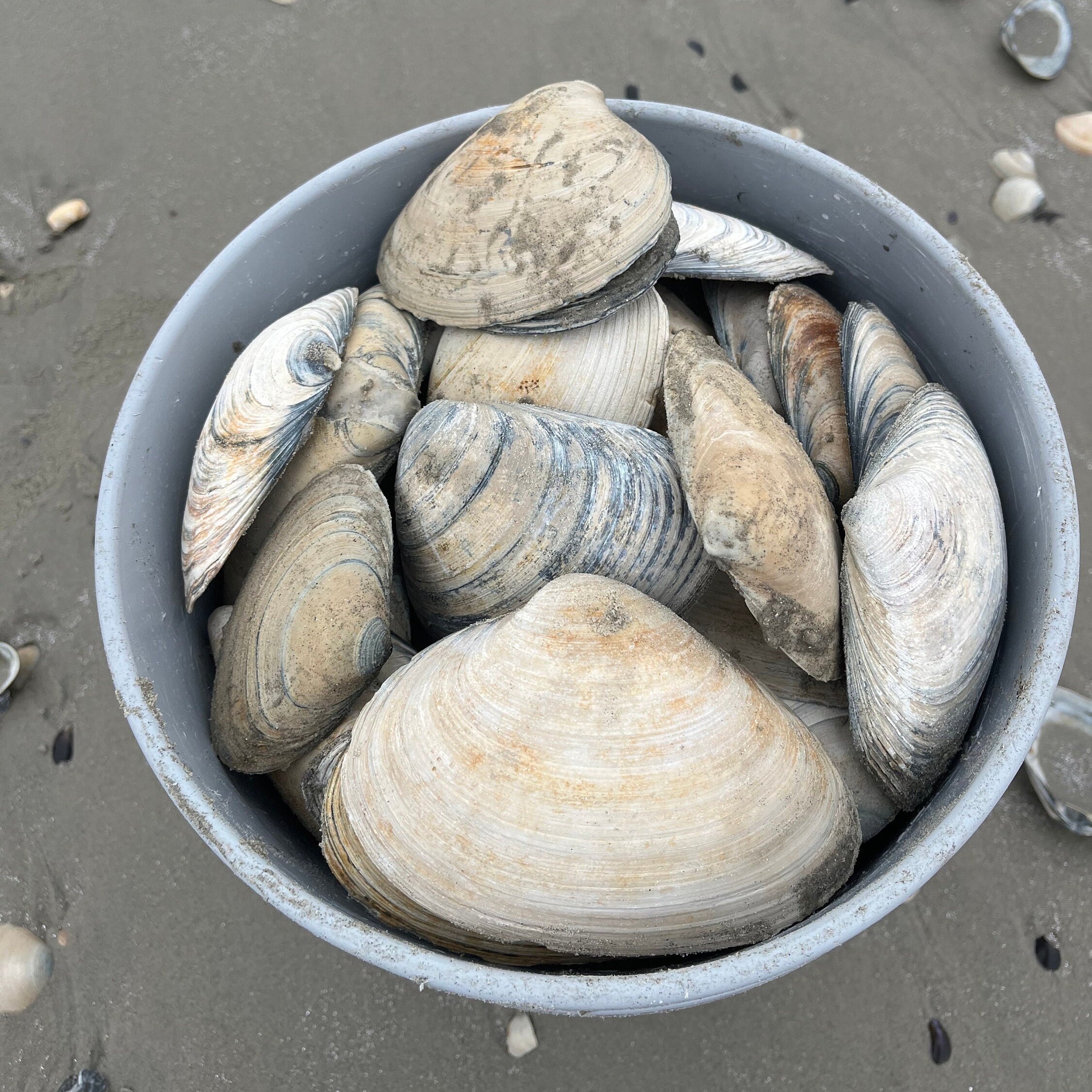 Bulk Clam Shells in Various Sizes, Decoupage Shells, Craft Supplies ...