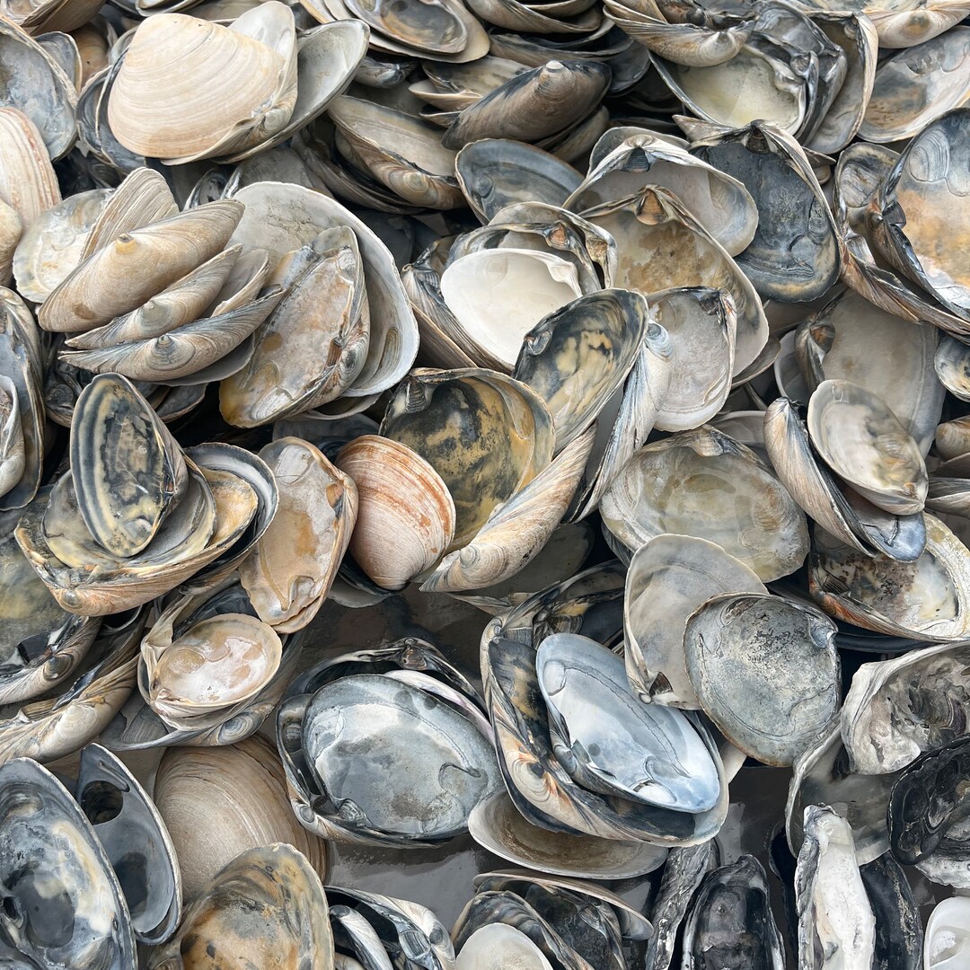 Bulk Clam Shells in Various Sizes Decoupage Shells Craft - Etsy