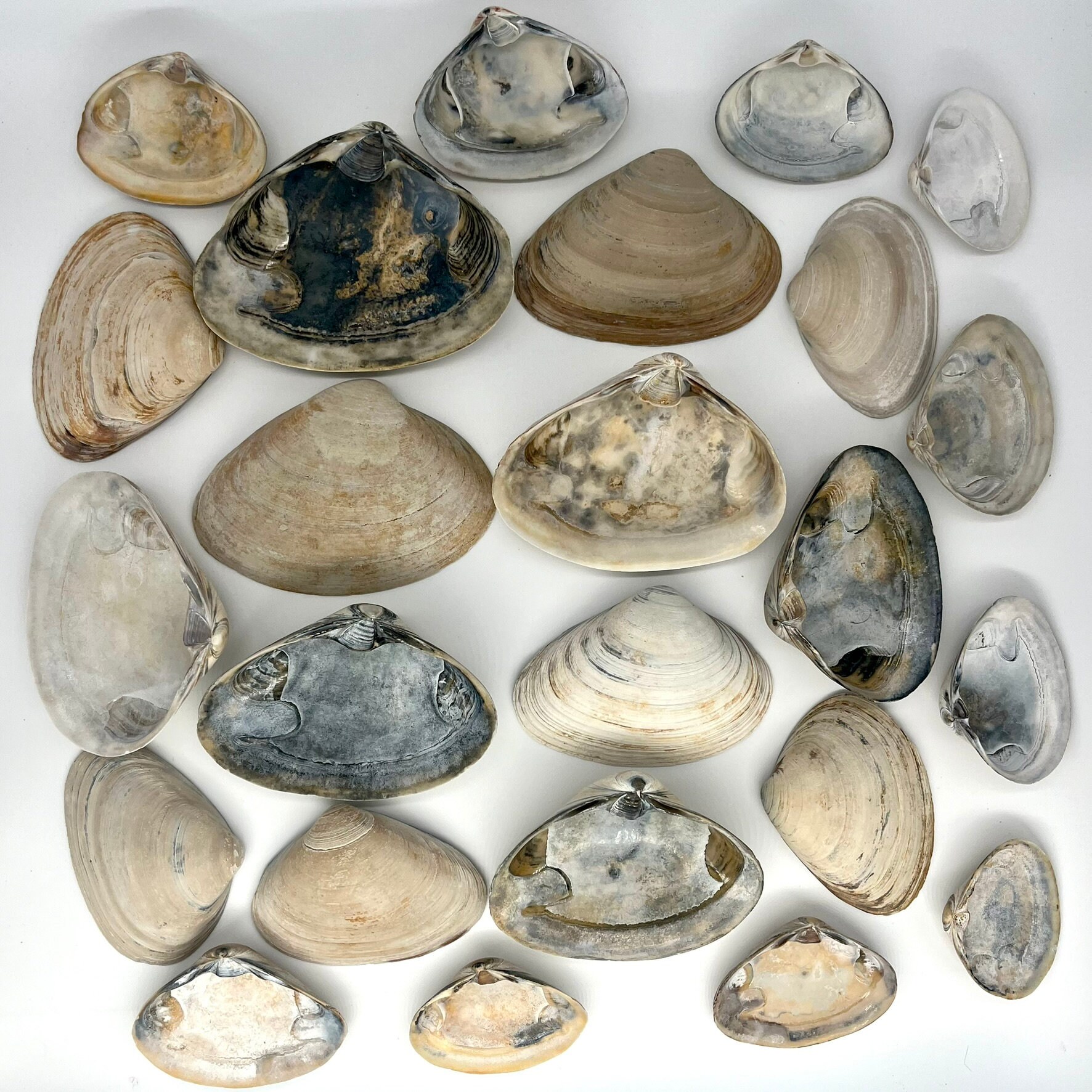 Bulk Clam Shells: South New Jersey Beach Finds, Craft Supplies - Etsy